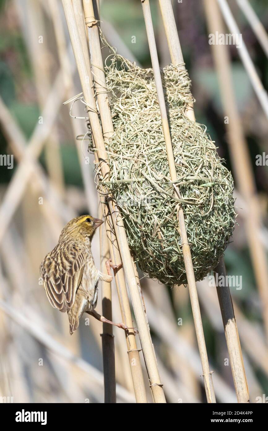 Female Southern Red Bishop (Euplectes orix) inspecting a new nest for ...