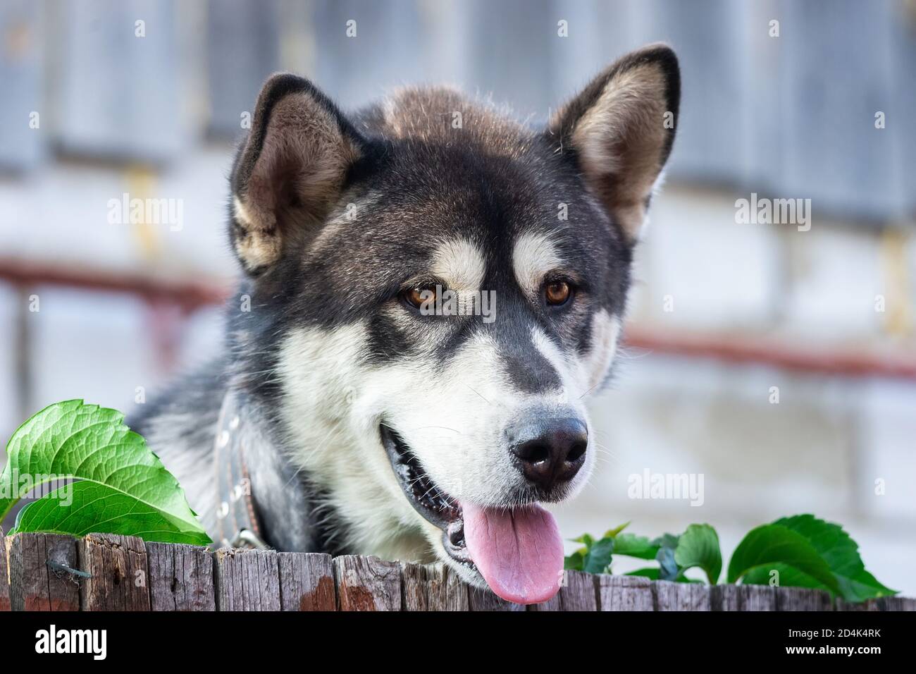 Brooding husky dog with blue eyes looks over wooden fence at dark night ...