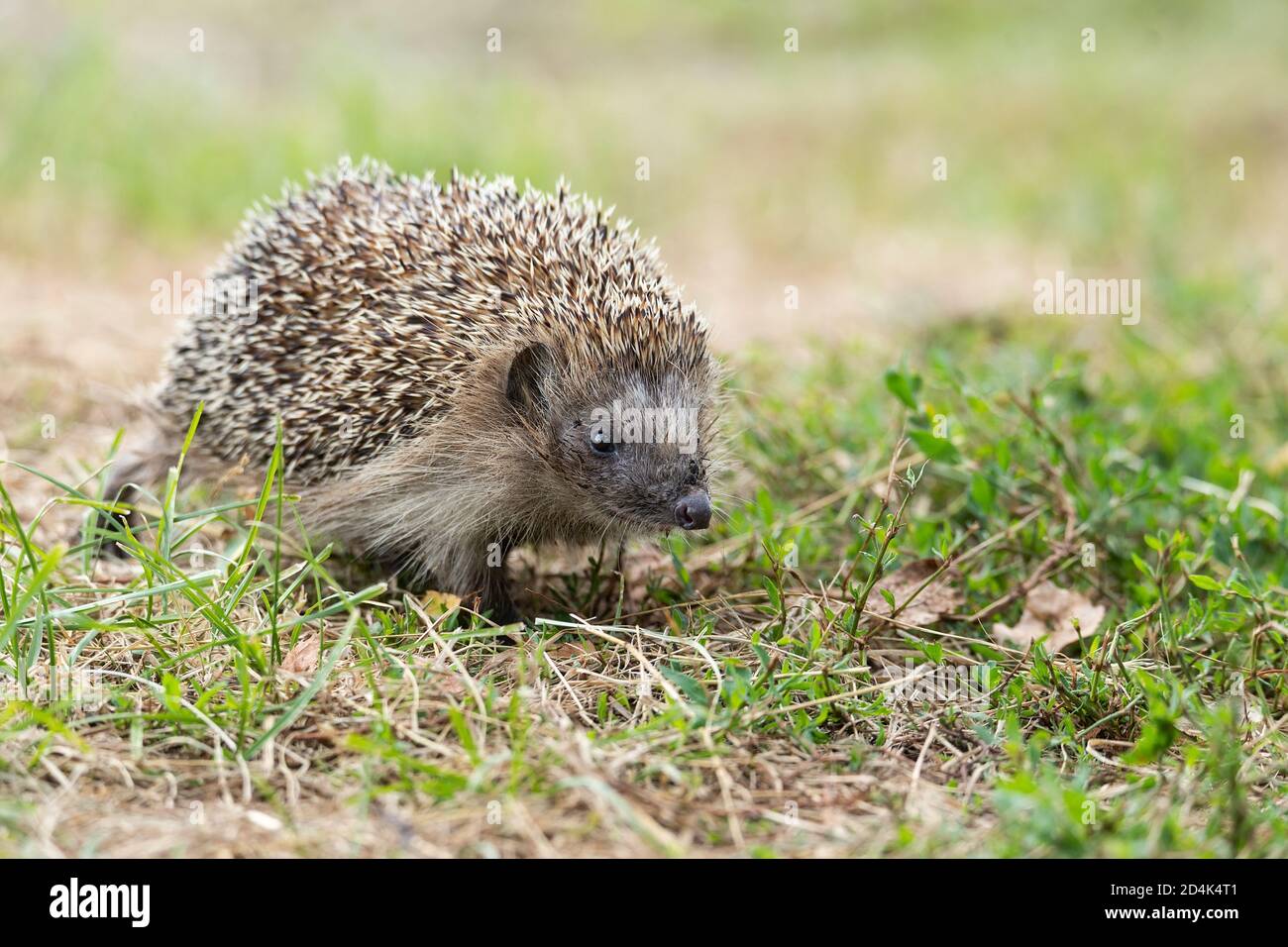 Hedgehog, (Scientific name: Erinaceus europaeus) Wild, native, European ...