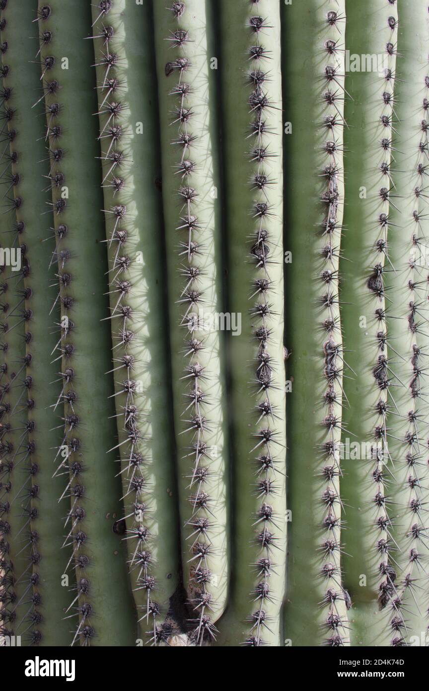 Thorn cactus texture background hi-res stock photography and images - Alamy