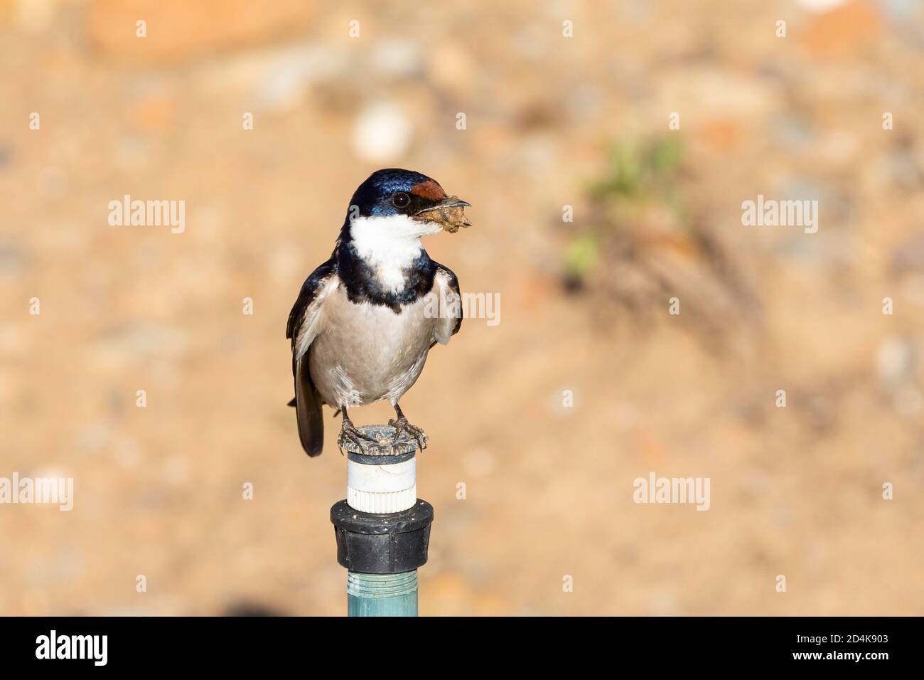 White-throated Swallow (Hirundo albigularis) with mud in beak for ...