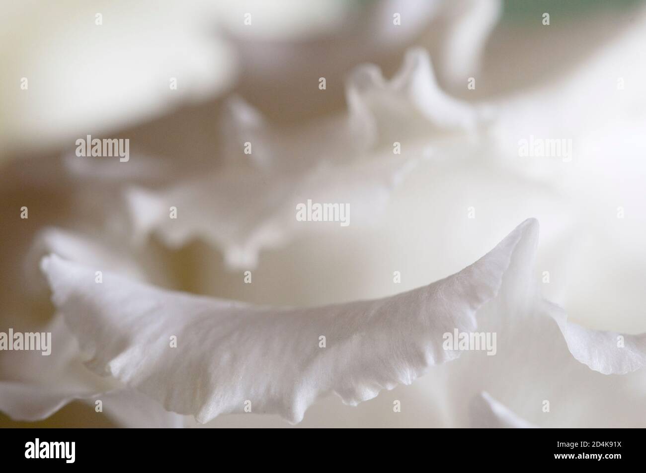 Eustoma flower fragment macro shot local focus Stock Photo - Alamy