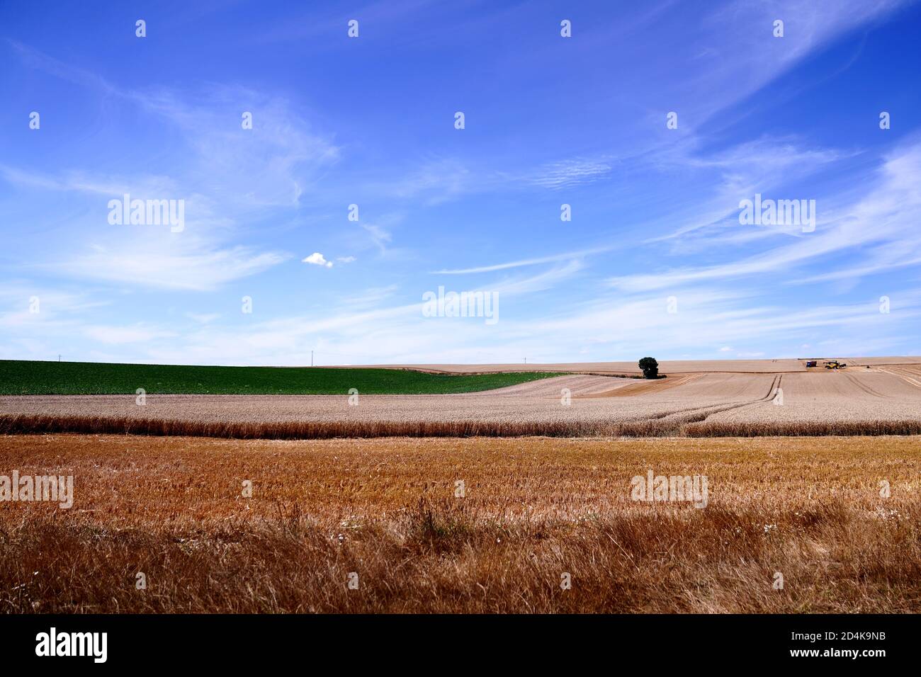 Countryside wheat field hi-res stock photography and images - Alamy