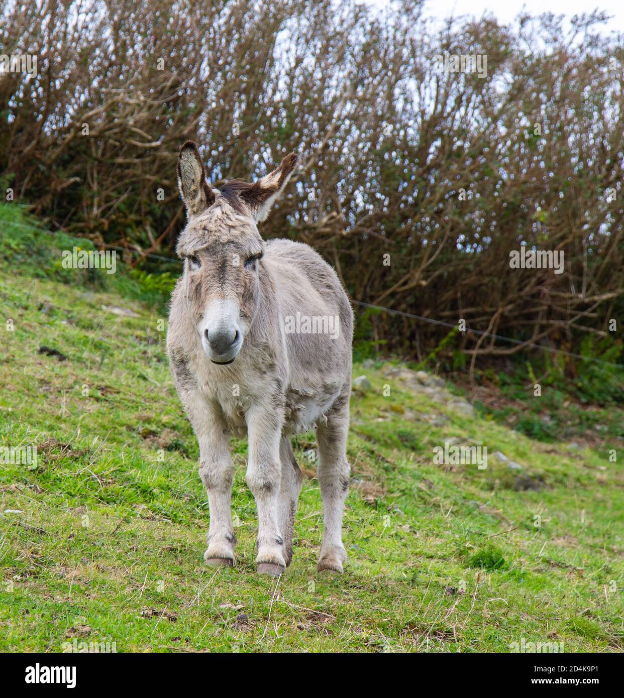 Grey Donkey facing camera Stock Photo - Alamy