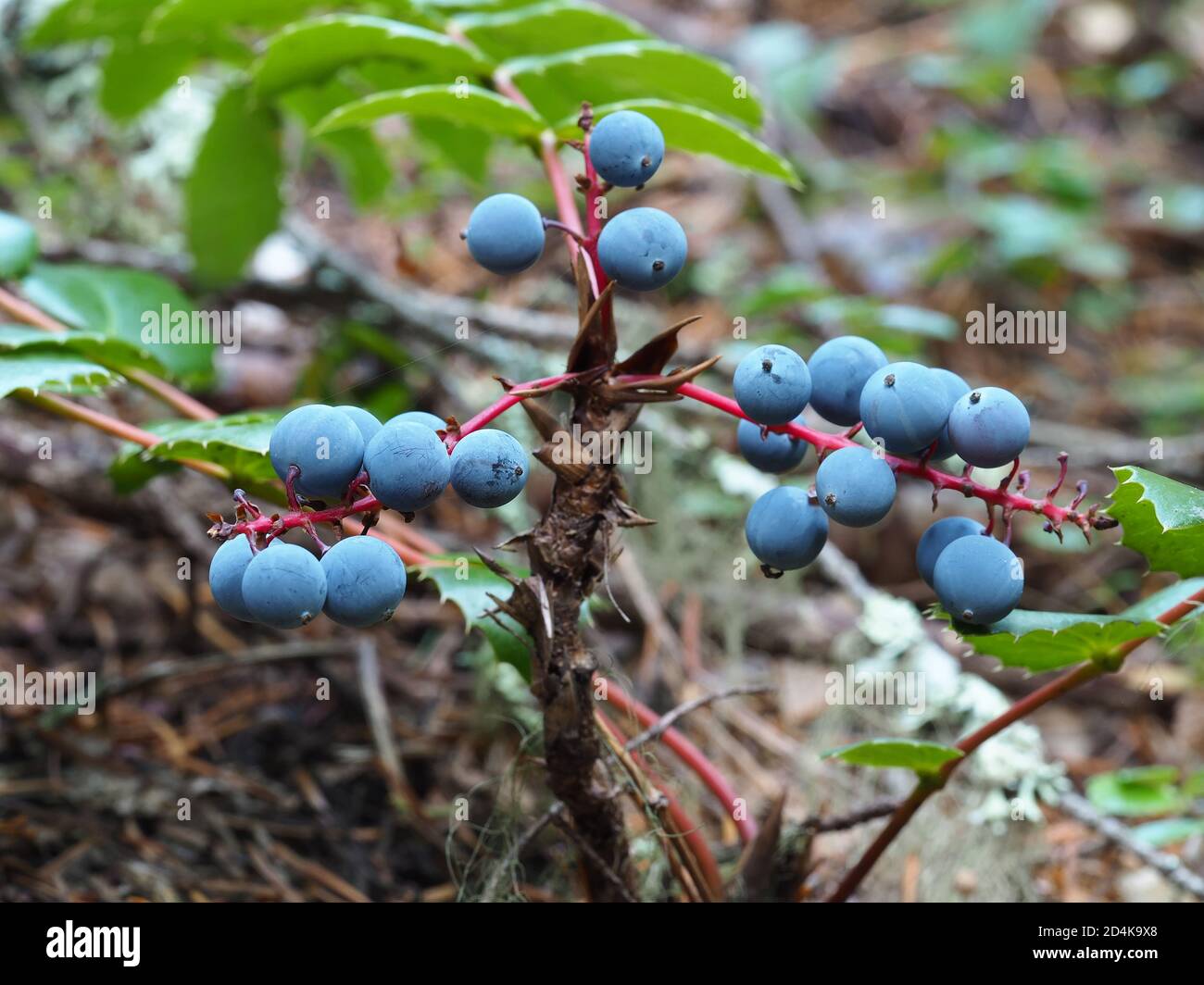 Small bush of Oregon grape (Mahonia aquifolium) in a Pacific Northwest ...