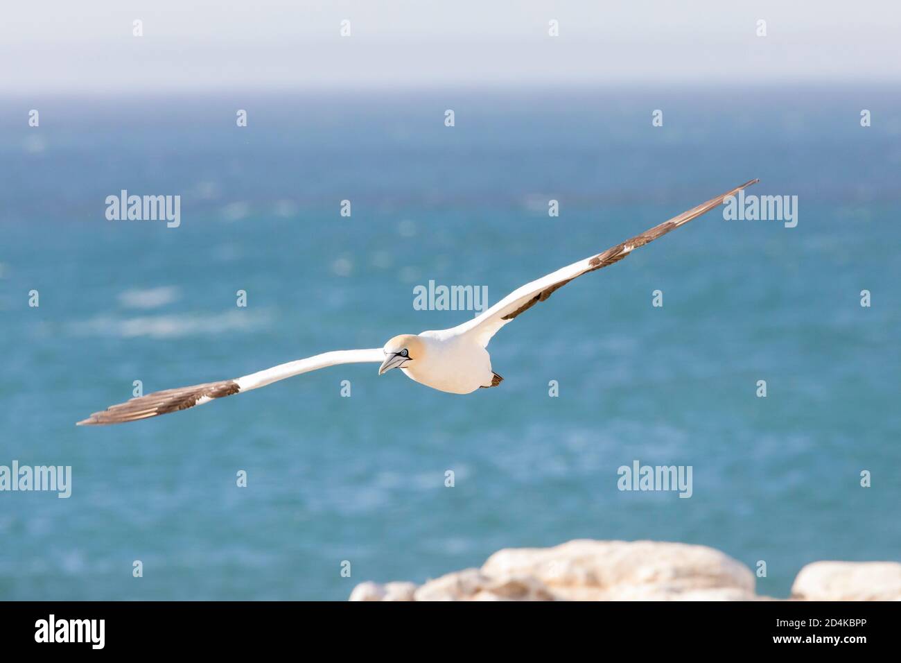 Endangered Cape Gannet (Morus capensis) coming in from the sea, Bird ...