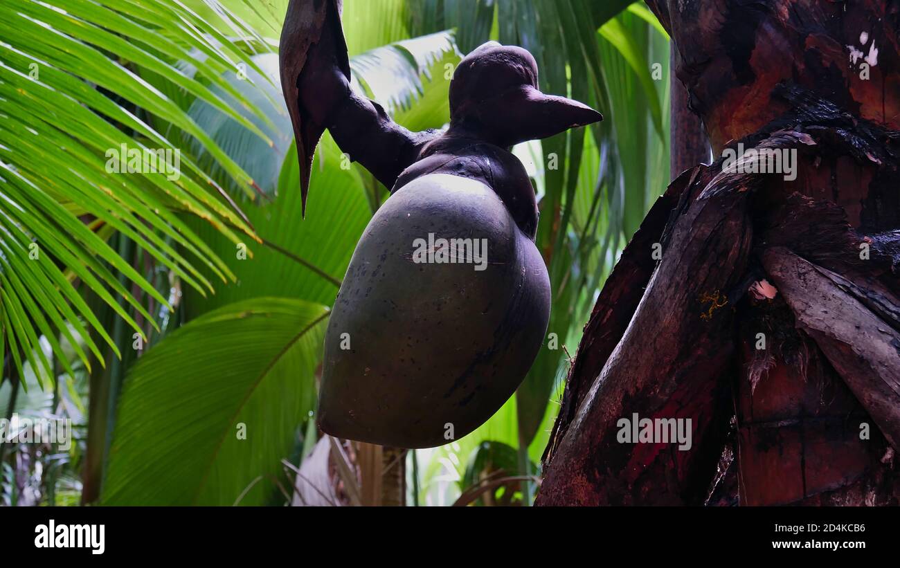 Closeup view of the enormous fruit of lodoicea (sea coconut, coco de ...
