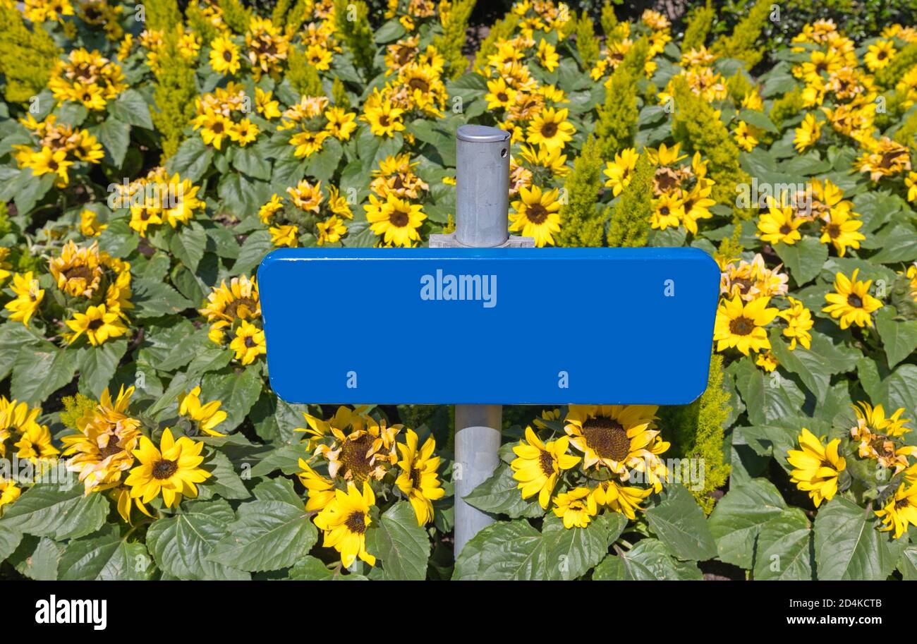 Empty Blue Sign in Field of Sunflowers Stock Photo - Alamy