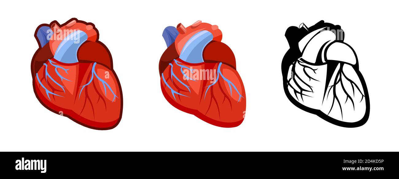 Healthy human heart. Whole. Set. Color image and monochrome icon. A ...