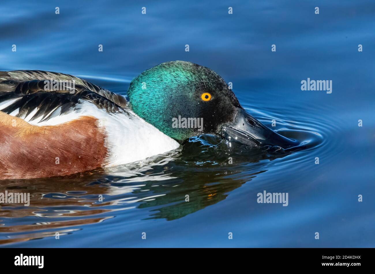 Comb duck swimming hi-res stock photography and images - Alamy