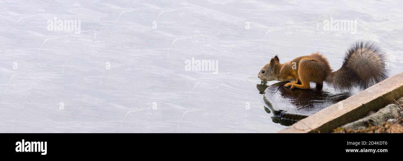 Close up of a squirrel drinking water, an adorable squirrel drinking ...