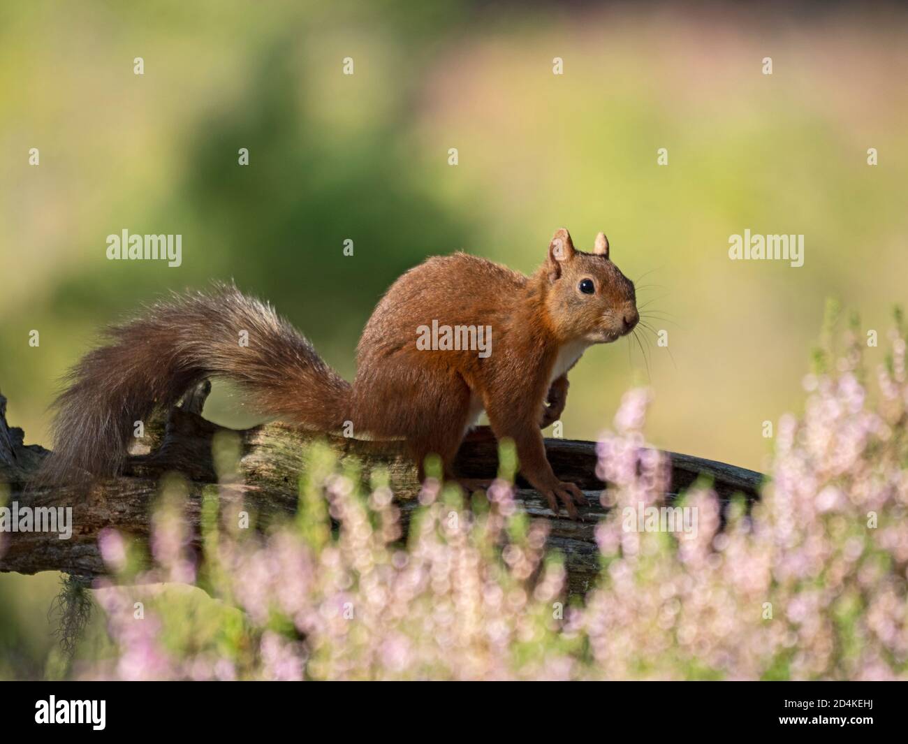 Red Squirrel, Sciurus vulgaris in Caledonian Pine Forest, Cairngorms ...