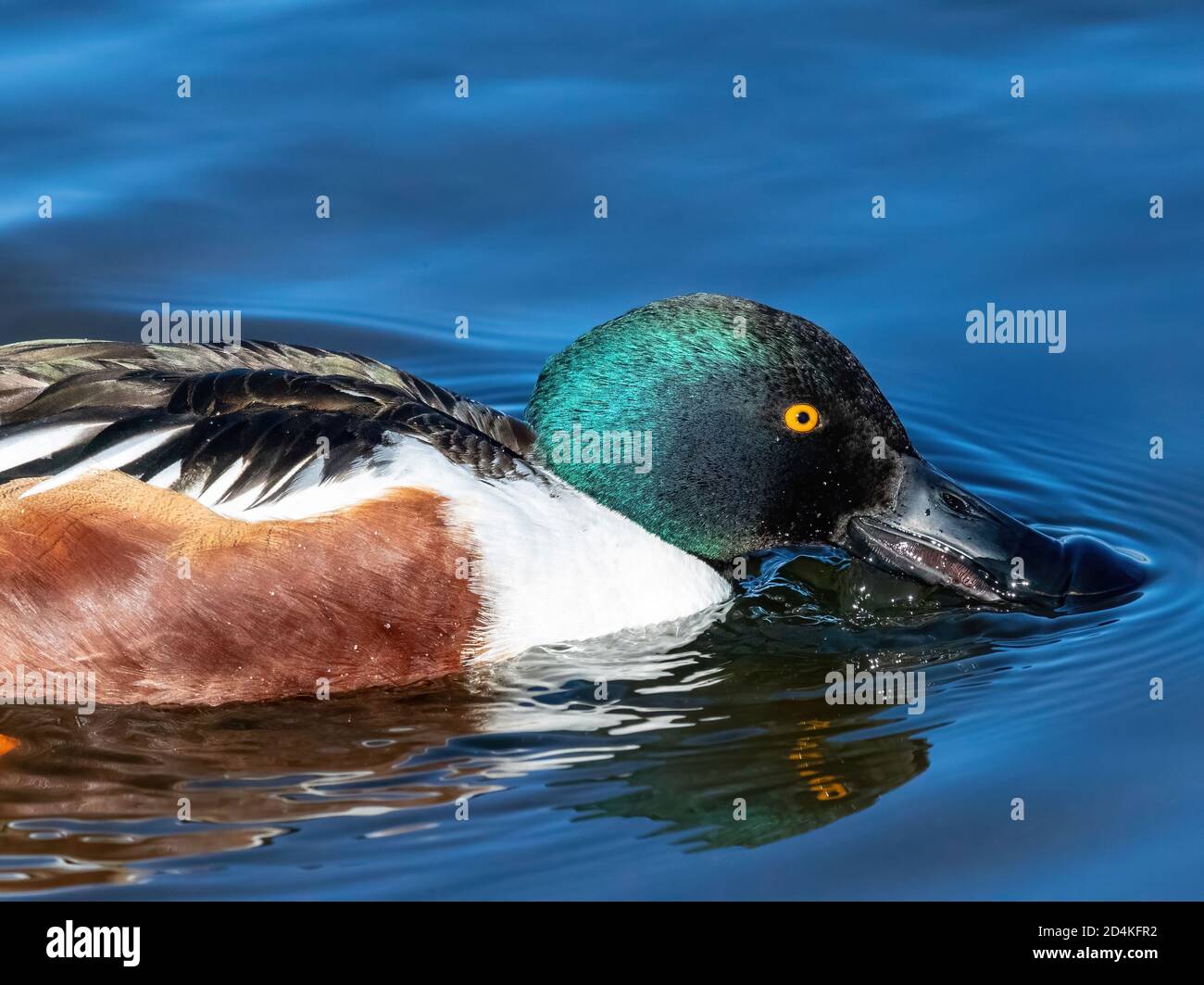 Comb like protrusions hi-res stock photography and images - Alamy