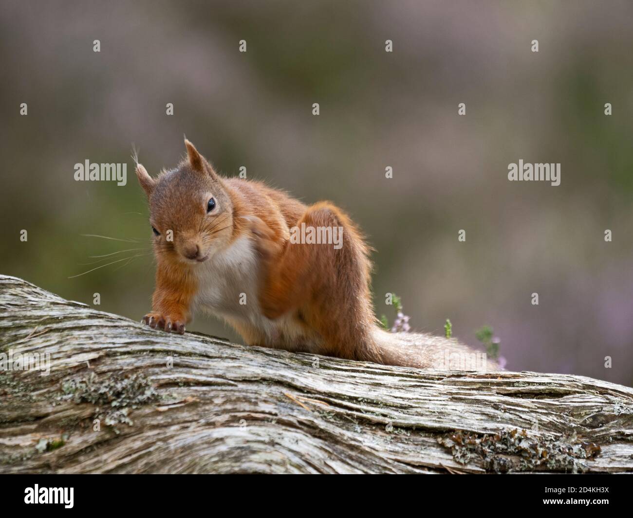 Red Squirrel, Sciurus vulgaris in Caledonian Pine Forest, Cairngorms National Park, Scottish ...