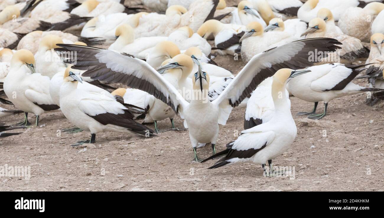Cape Gannet (Morus capensis) in the breeding colony at Bird Island ...