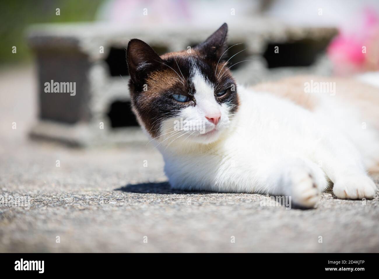 Siamese ragdoll outside hi-res stock photography and images - Alamy