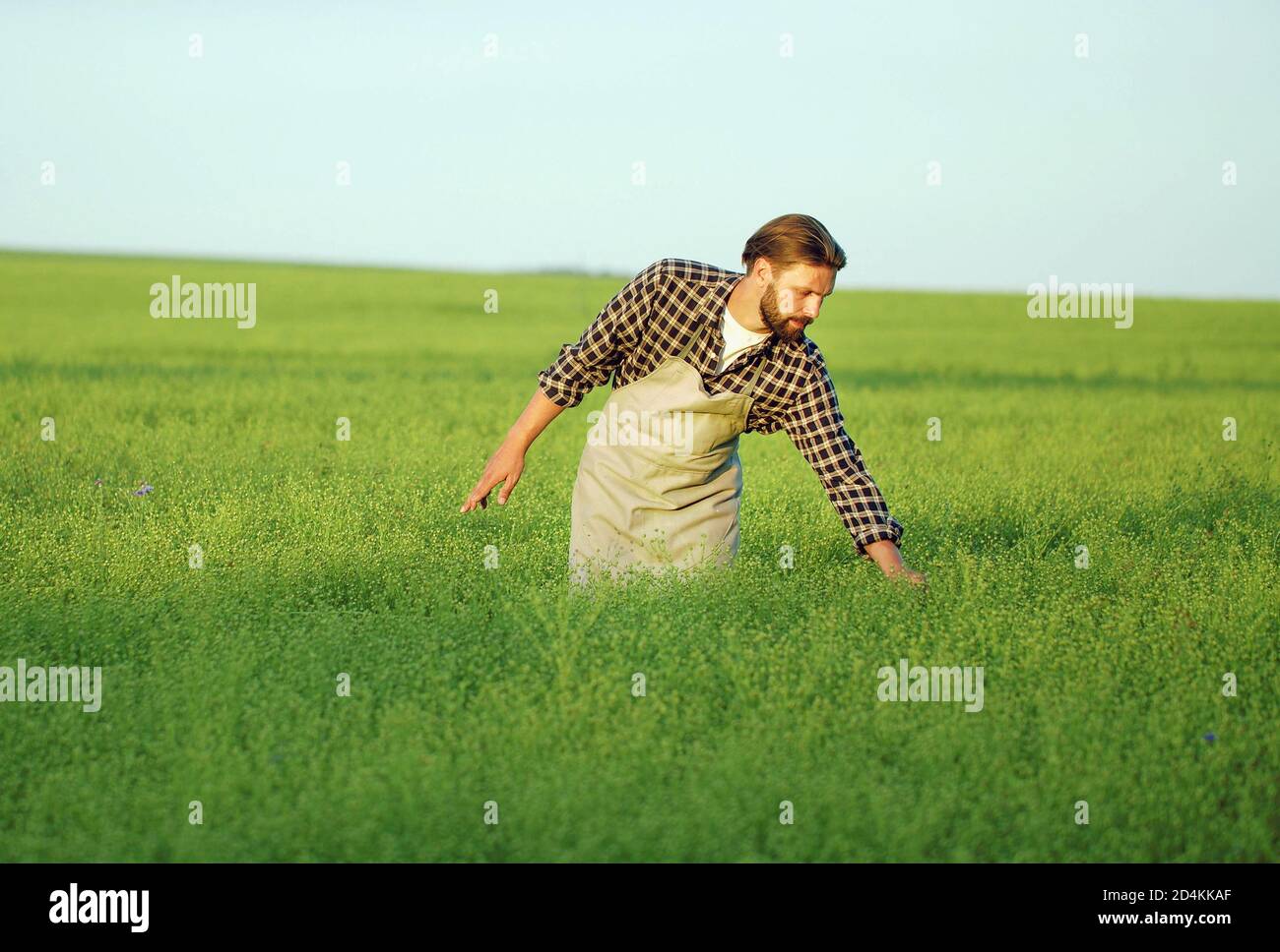 Farmer inspecting crop growth Stock Photo - Alamy