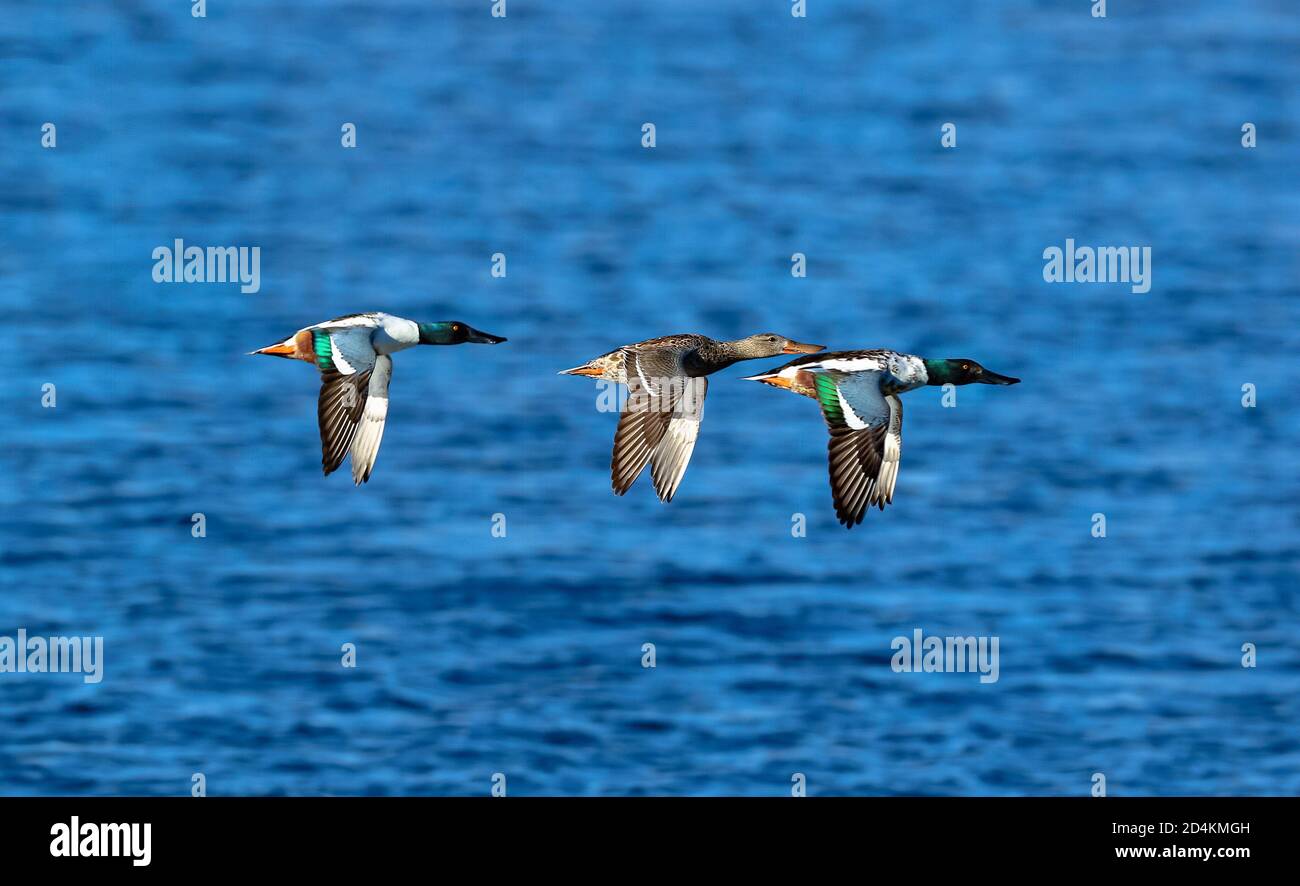 Three Northern Shoveler ducks flying over a deep blue body of water ...