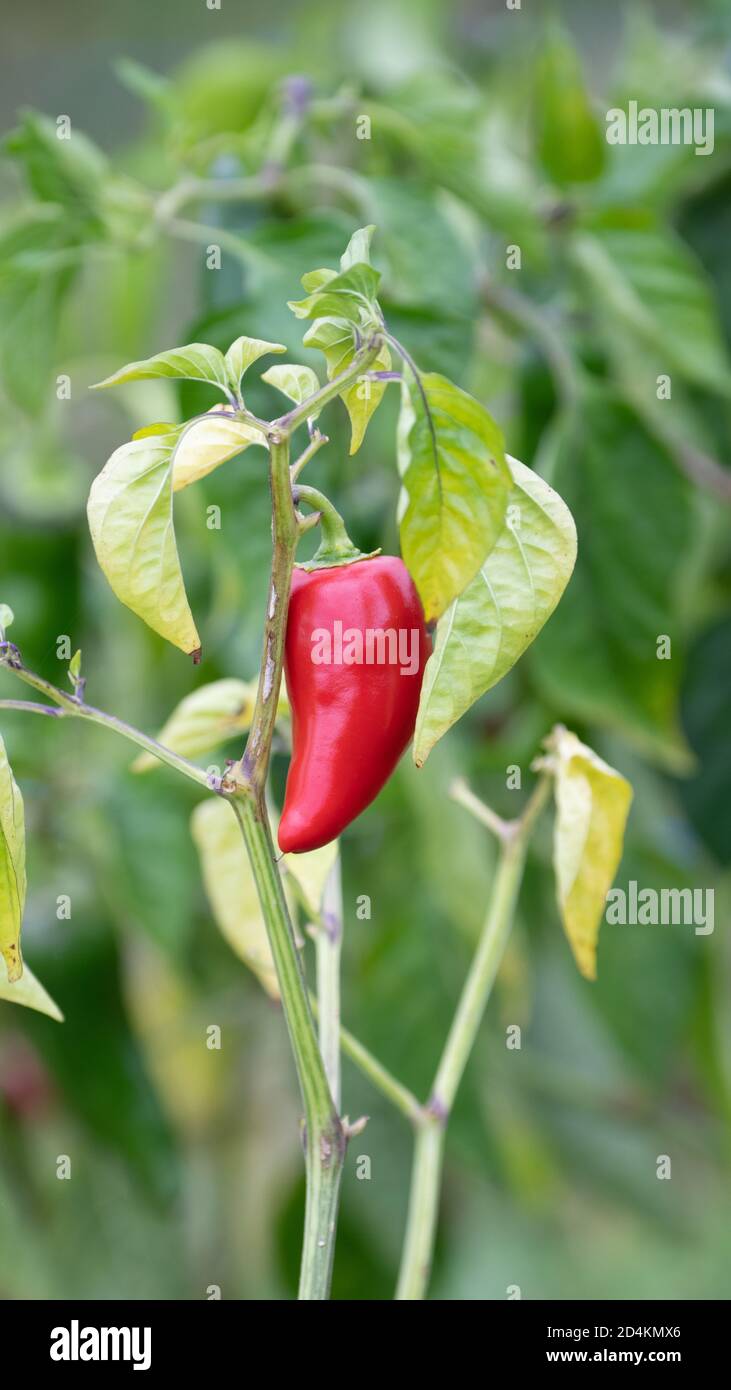 Espelette chilli pepper in a field, cultivation in the pays Basque ...