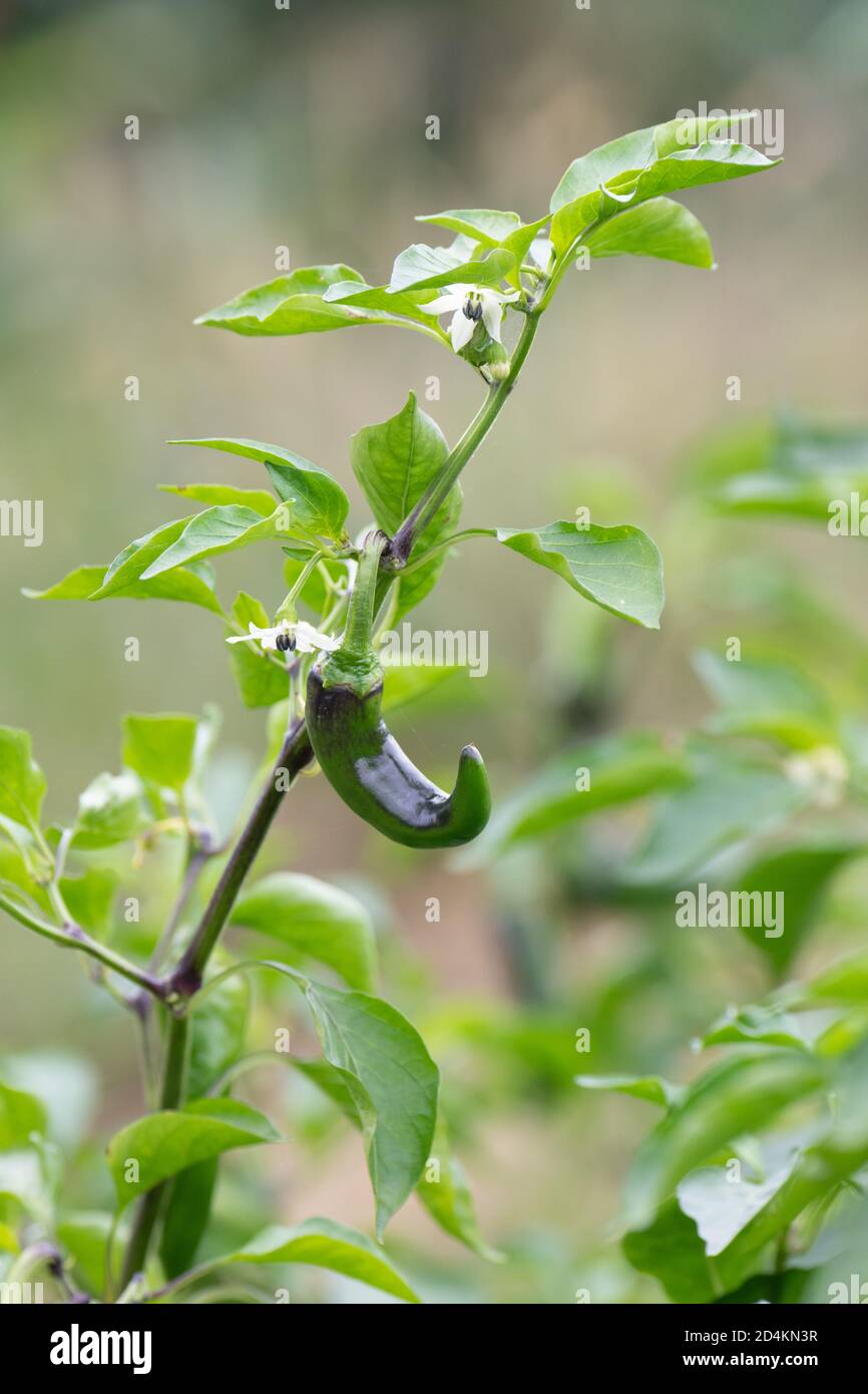 Espelette chilli pepper in a field, cultivation in the pays Basque ...