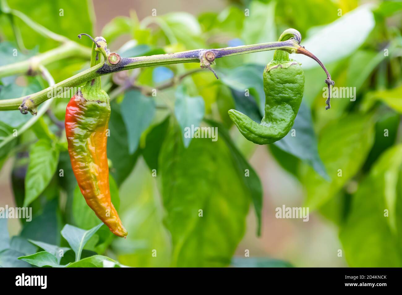 Espelette chilli pepper in a field, cultivation in the pays Basque ...