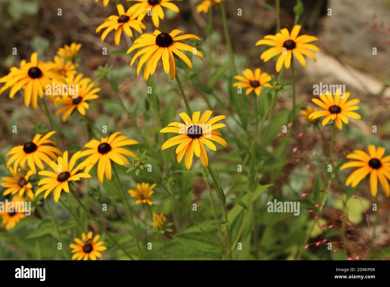 Yellow flowers grow in garden hi-res stock photography and images - Alamy