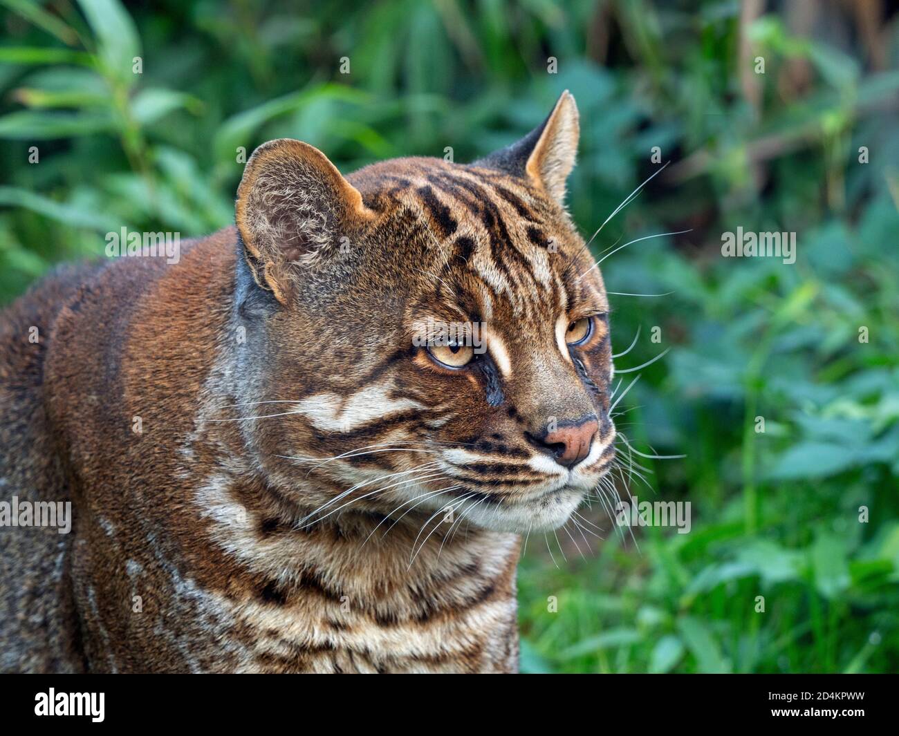 Asiatic golden cat hi-res stock photography and images - Alamy