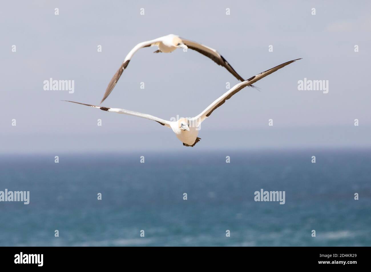 Cape Gannet (Morus capensis) at the breeding colony on Bird Island ...