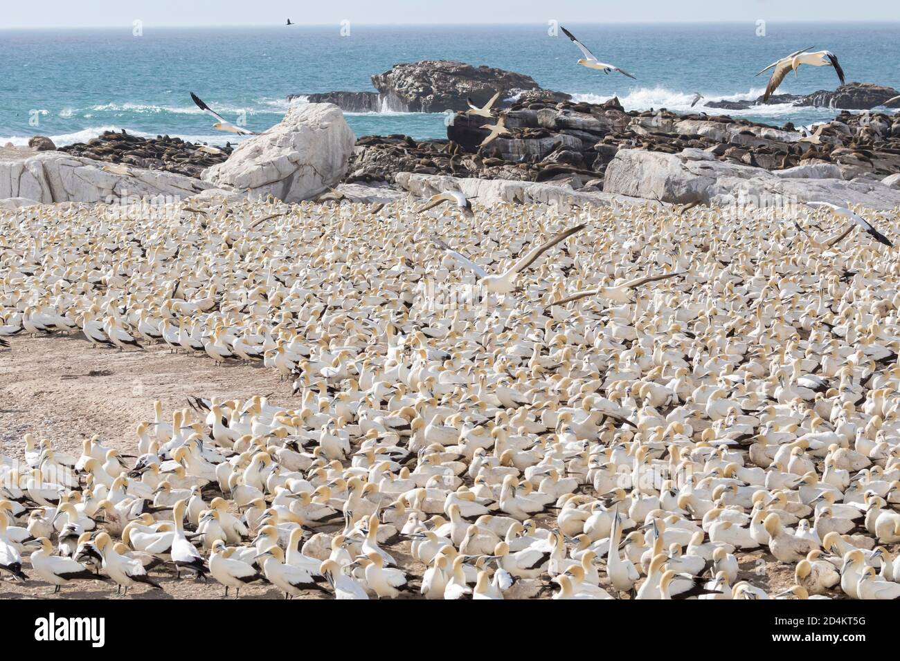Cape Gannet (Morus capensis) at the breeding colony on Bird Island ...