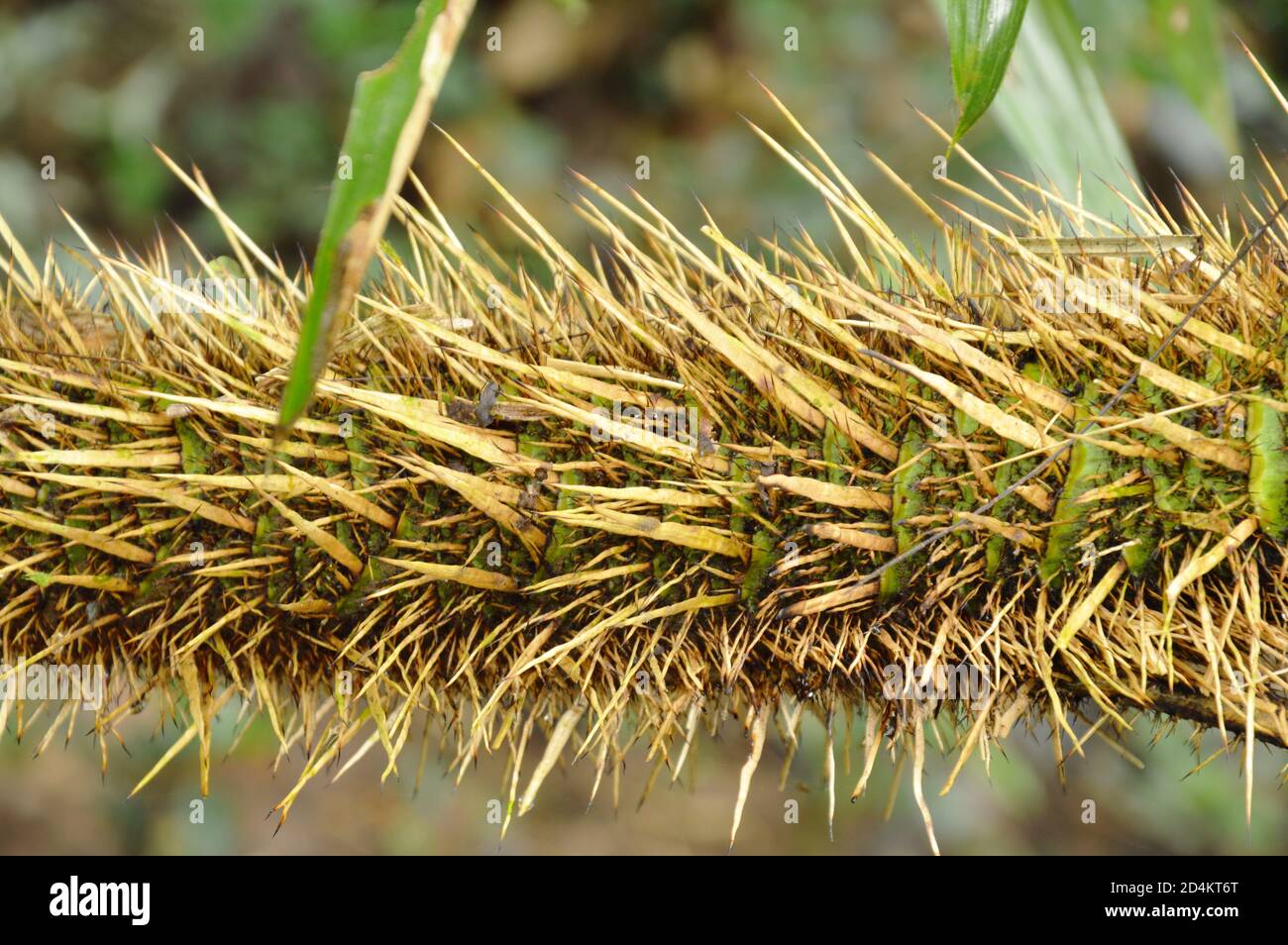 rattan palm tree growth in forest Stock Photo - Alamy