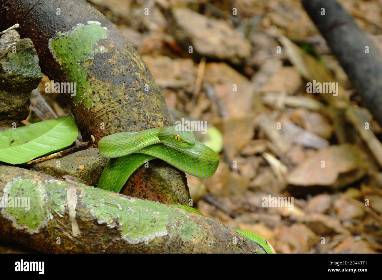 Asian pit vipers hi-res stock photography and images - Alamy