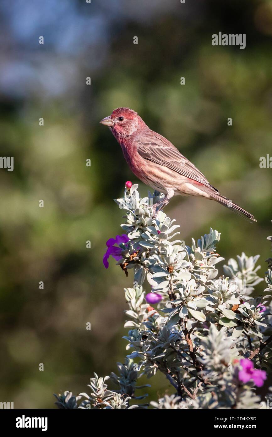 Purple house finch hi-res stock photography and images - Alamy