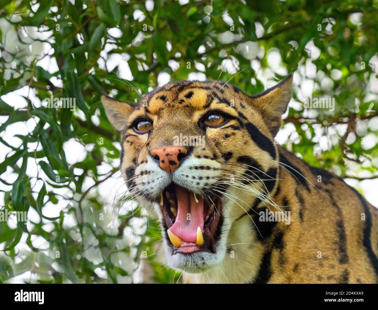 Secretive predator hi-res stock photography and images - Alamy