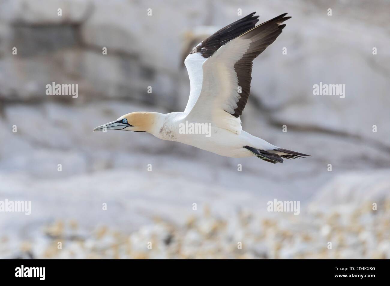 Cape Gannet (Morus capensis) overflying the breeding colony on Bird ...