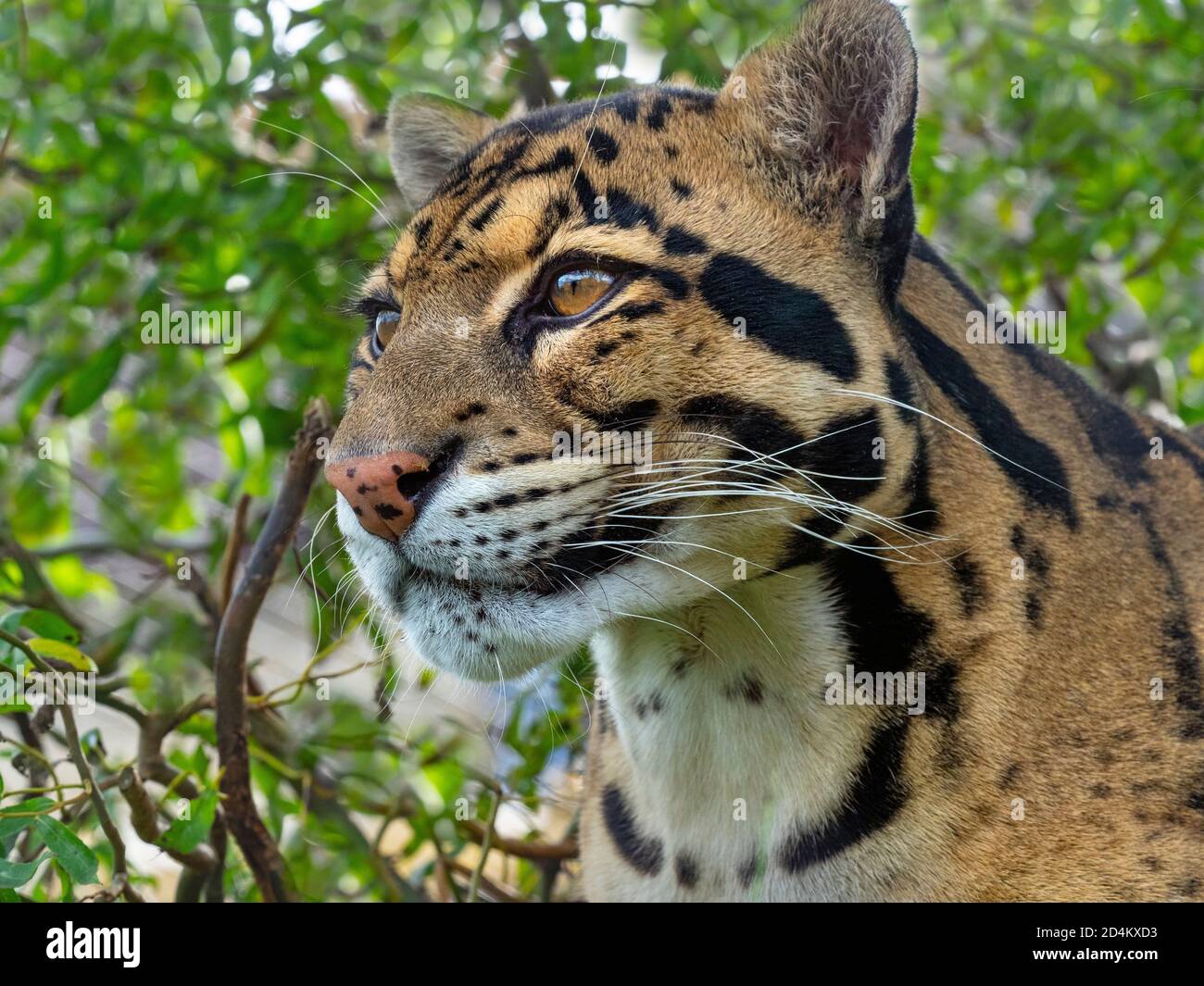 Male Clouded leopard Neofelis nebulosa Stock Photo - Alamy