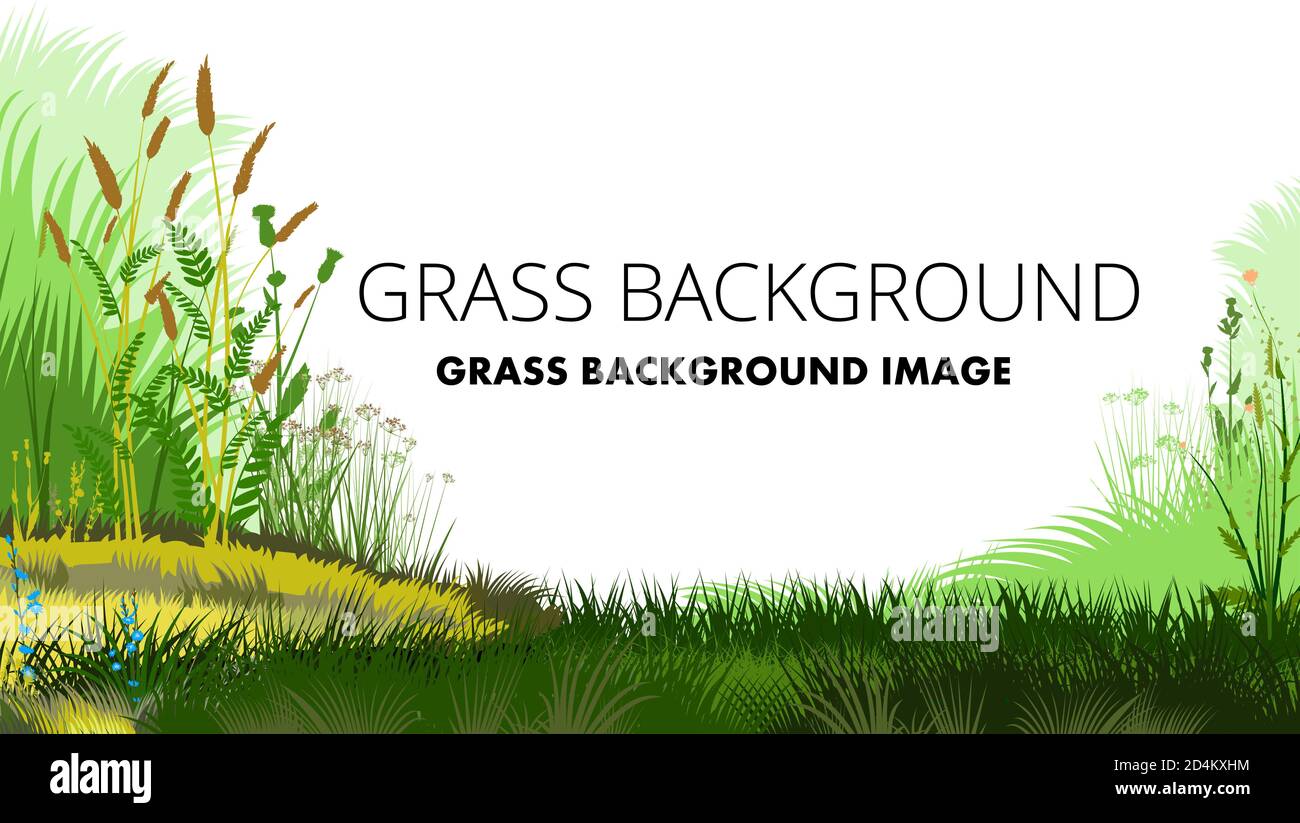 Yellow and green grass background vector isolated. On a white ...