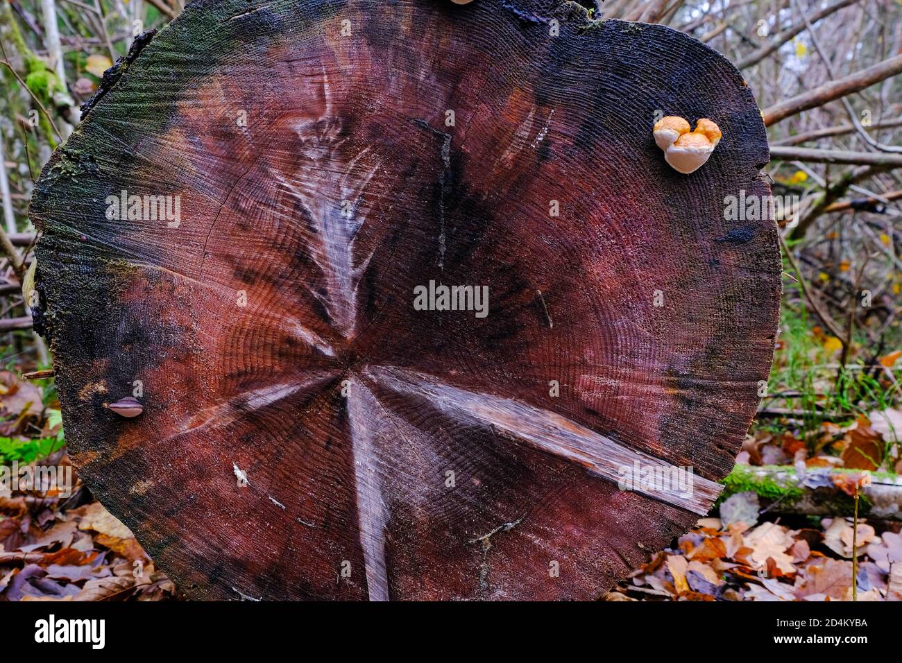 round stump from a sawn tree in an autumn forest, the structure and ...