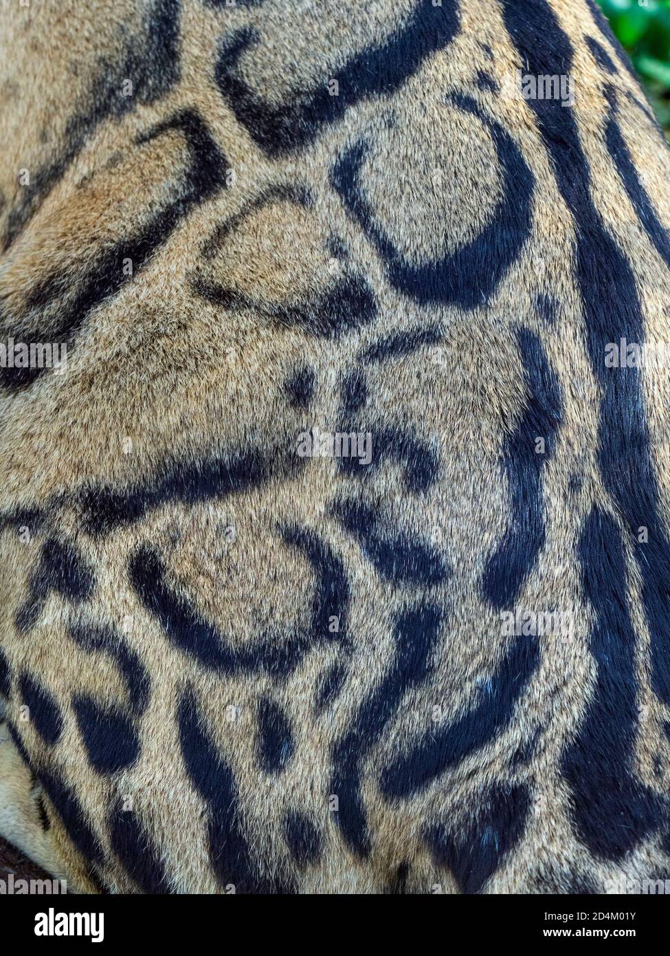 Clouded leopard Neofelis nebulosa showing coat colour and patterns ...