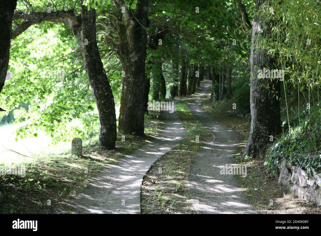 Wood path nature hi-res stock photography and images - Alamy