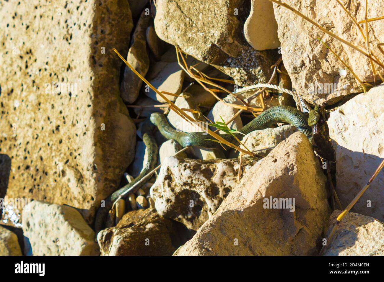 Large sea snake biting fish crawling among the rocks on the shore,Adora ...