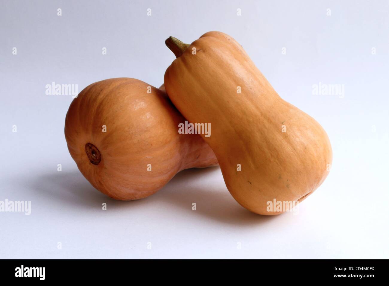Long yellow pumpkin hi-res stock photography and images - Alamy