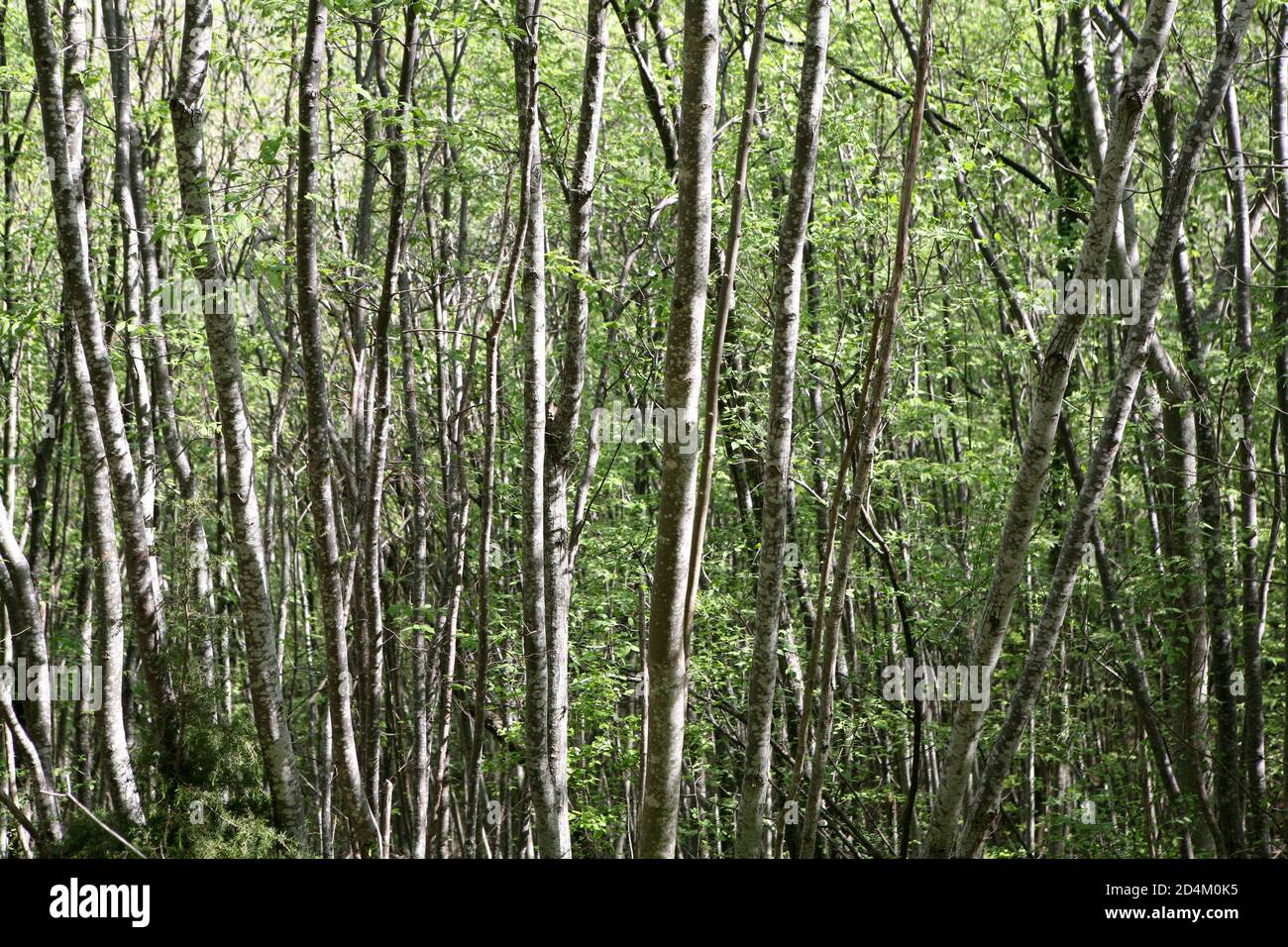 Small trees hi-res stock photography and images - Alamy