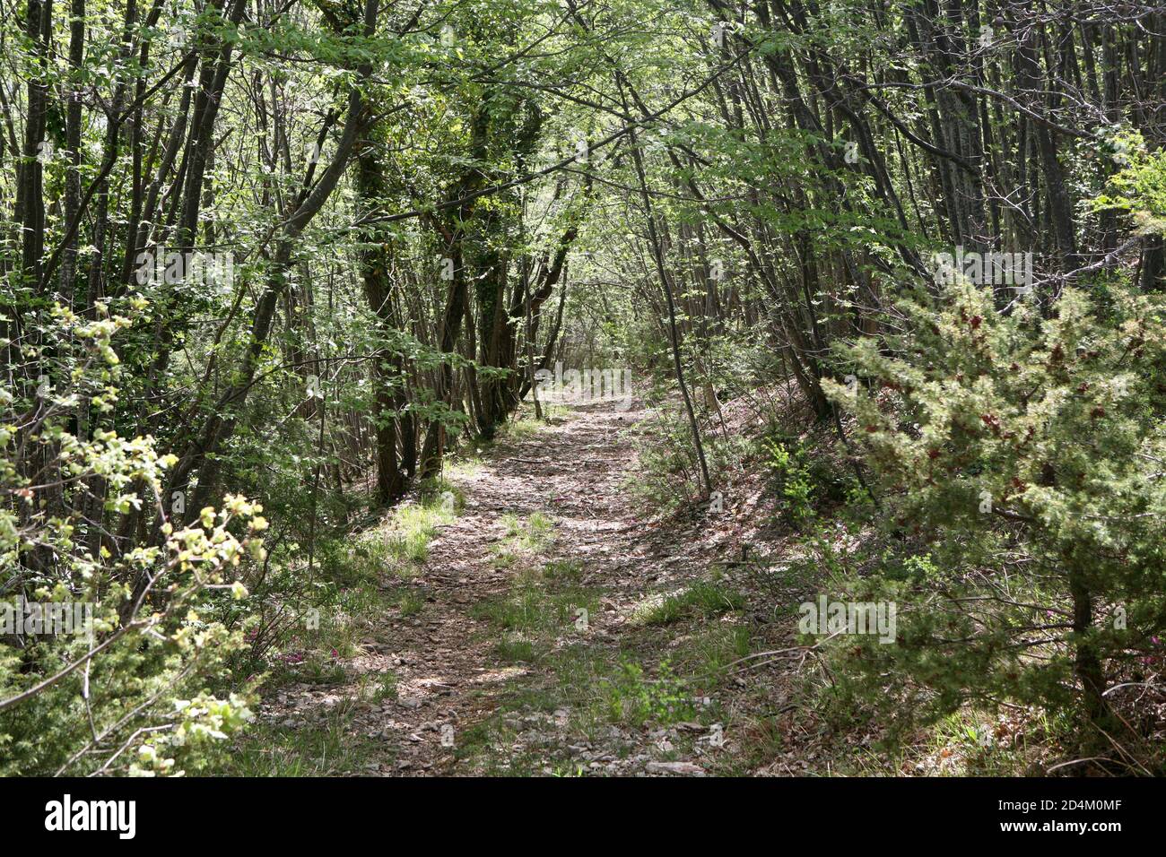 Path in the woods Stock Photo - Alamy