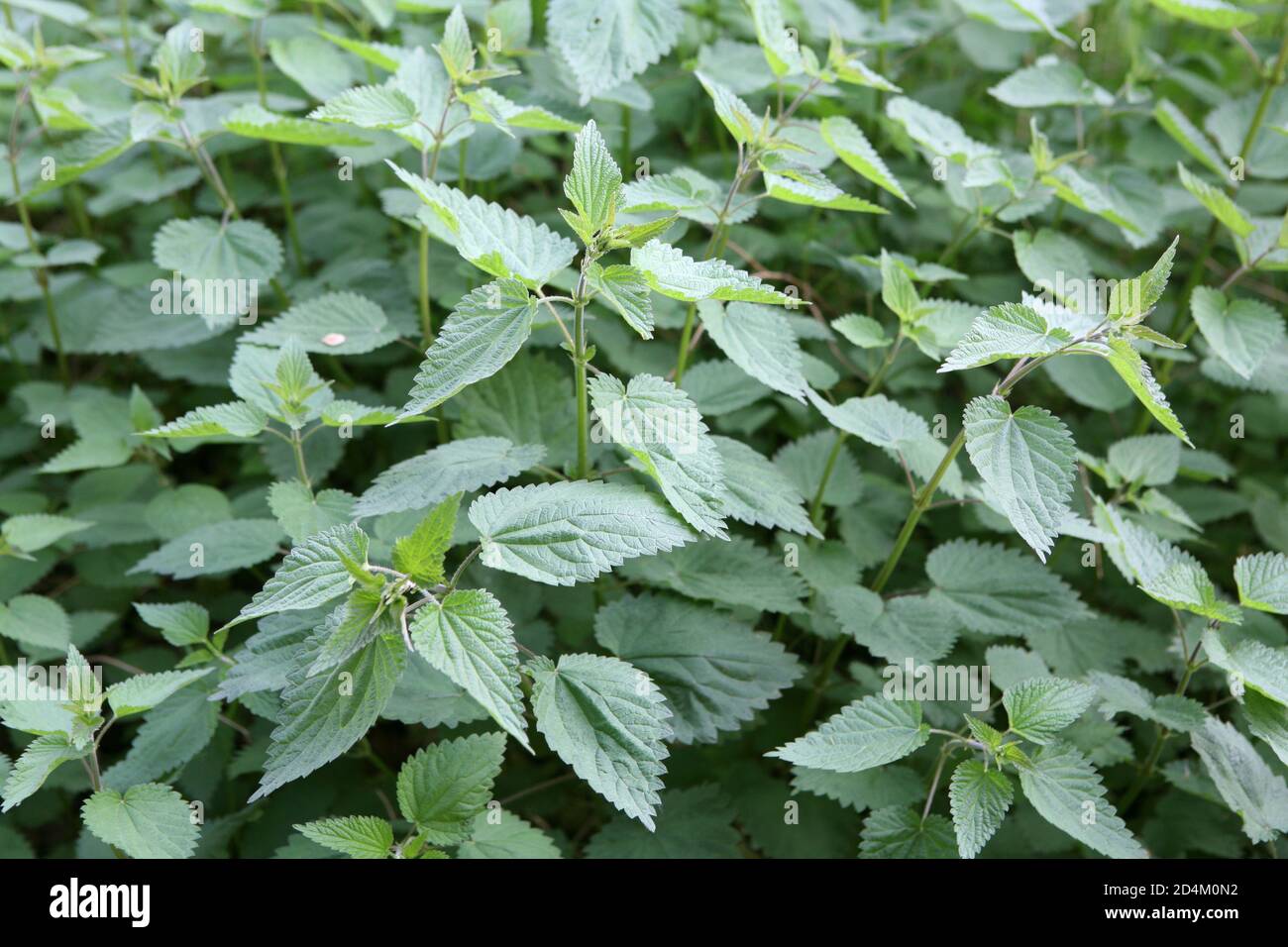 Nettle plants hi-res stock photography and images - Alamy