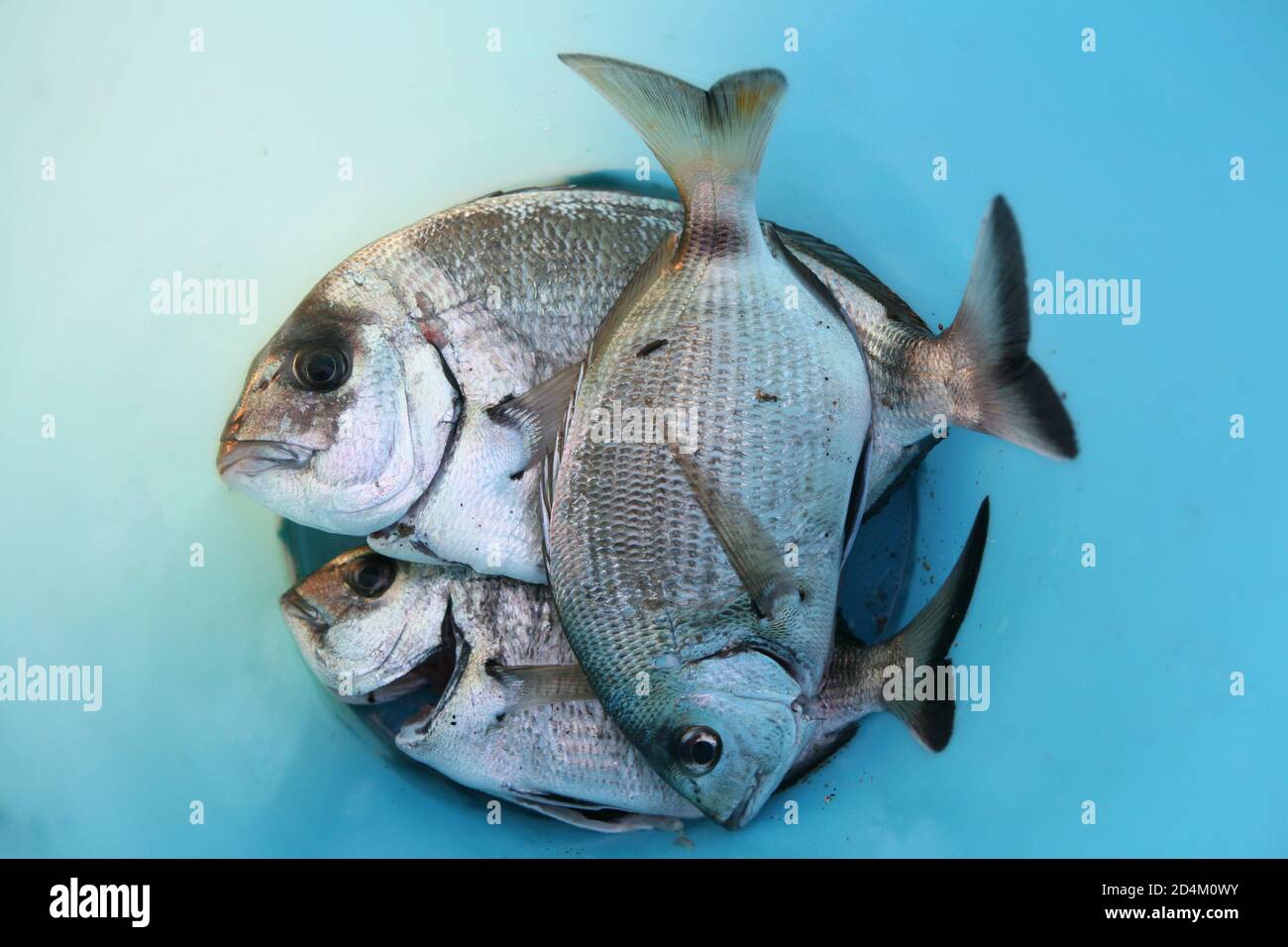 Dead sea fish hi-res stock photography and images - Alamy