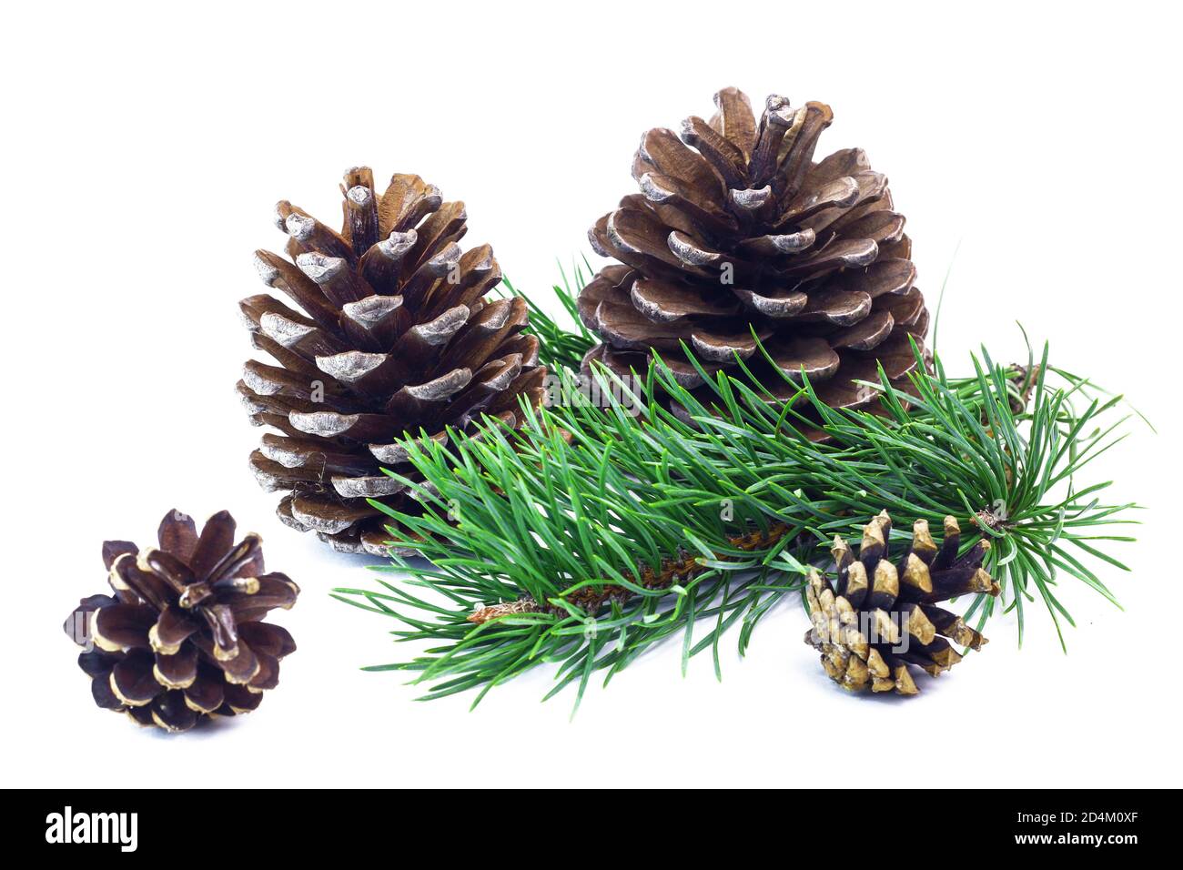 Fir cone and spruce branch isolated on white background. Nature object ...