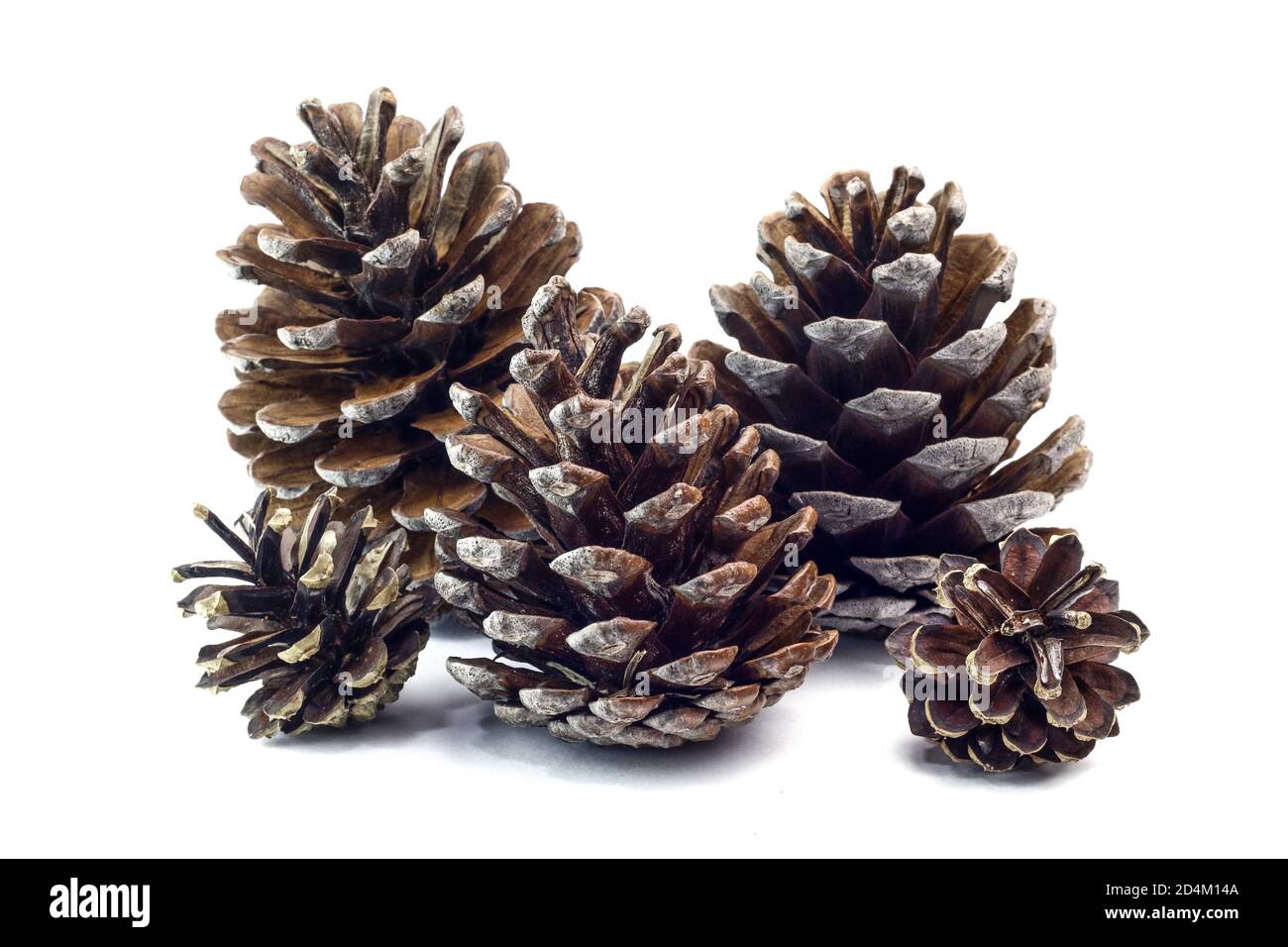 Composition fir branches paper Cut Out Stock Images & Pictures - Alamy