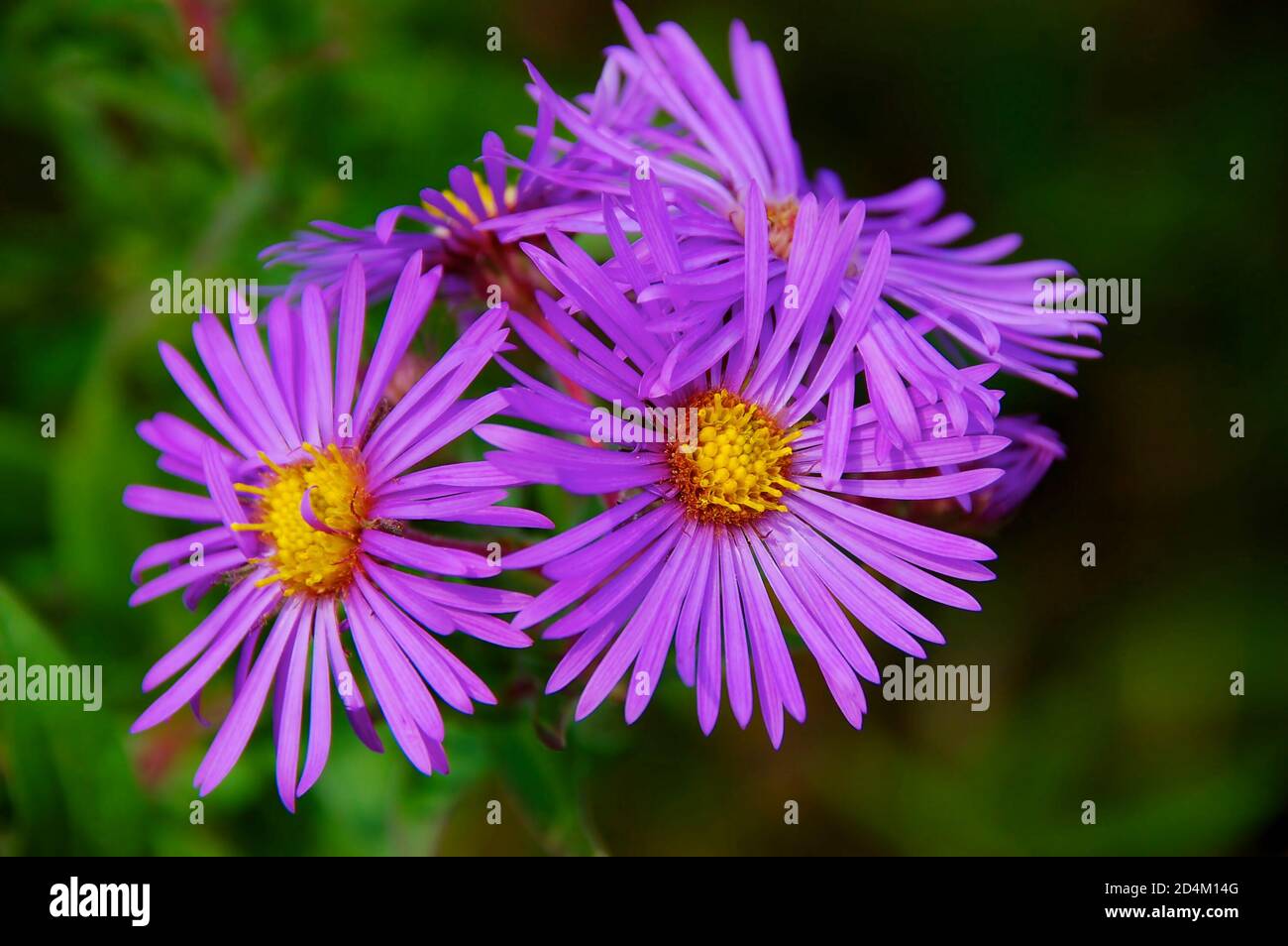 Purple aster hi-res stock photography and images - Alamy