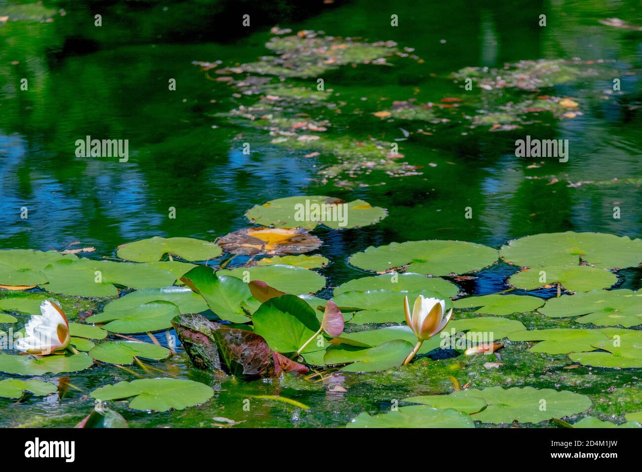 Peaceful pond vibes hi-res stock photography and images - Alamy