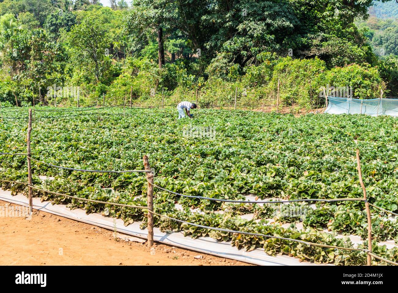 Strawberry village india hi-res stock photography and images - Alamy